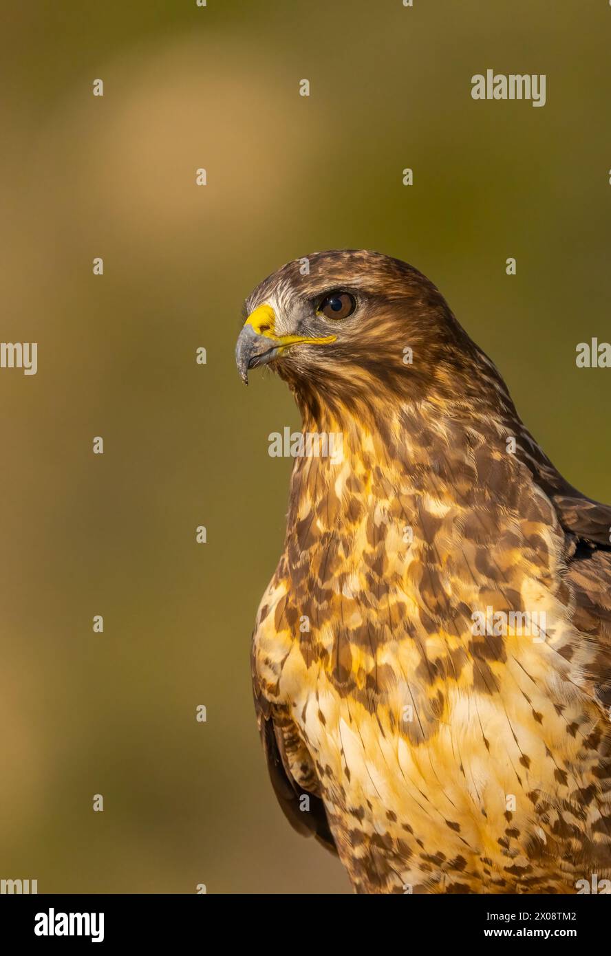 Close-up of a hawk's intense gaze captured with a soft-focus background ...