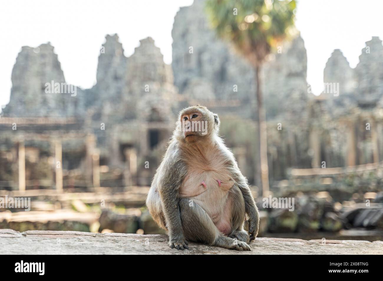 A contemplative monkey sits on a stone ledge with the iconic ruins of ...
