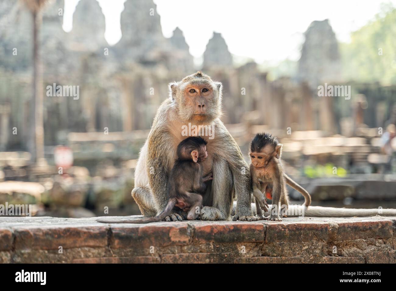 A trio of monkeys, with an adult carefully holding a baby, sits on ...
