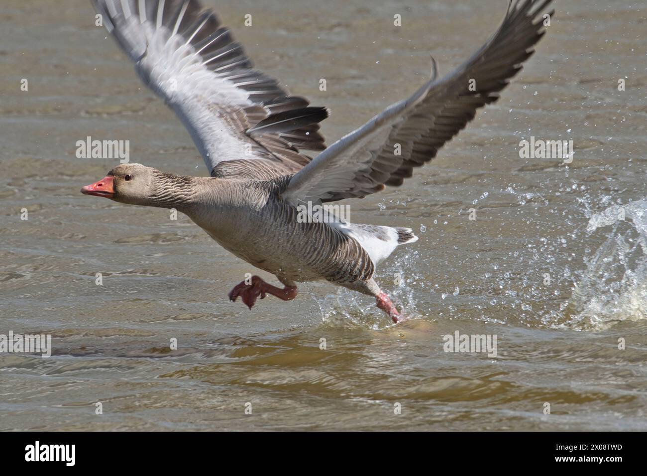 Treading water hi-res stock photography and images - Alamy