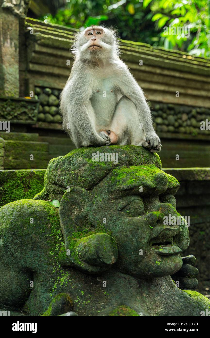 A contemplative monkey sits atop an ancient, moss-covered stone statue ...