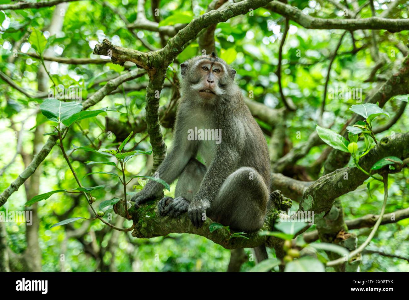 A Balinese macaque monkey calmly sits on a tree branch surrounded by ...