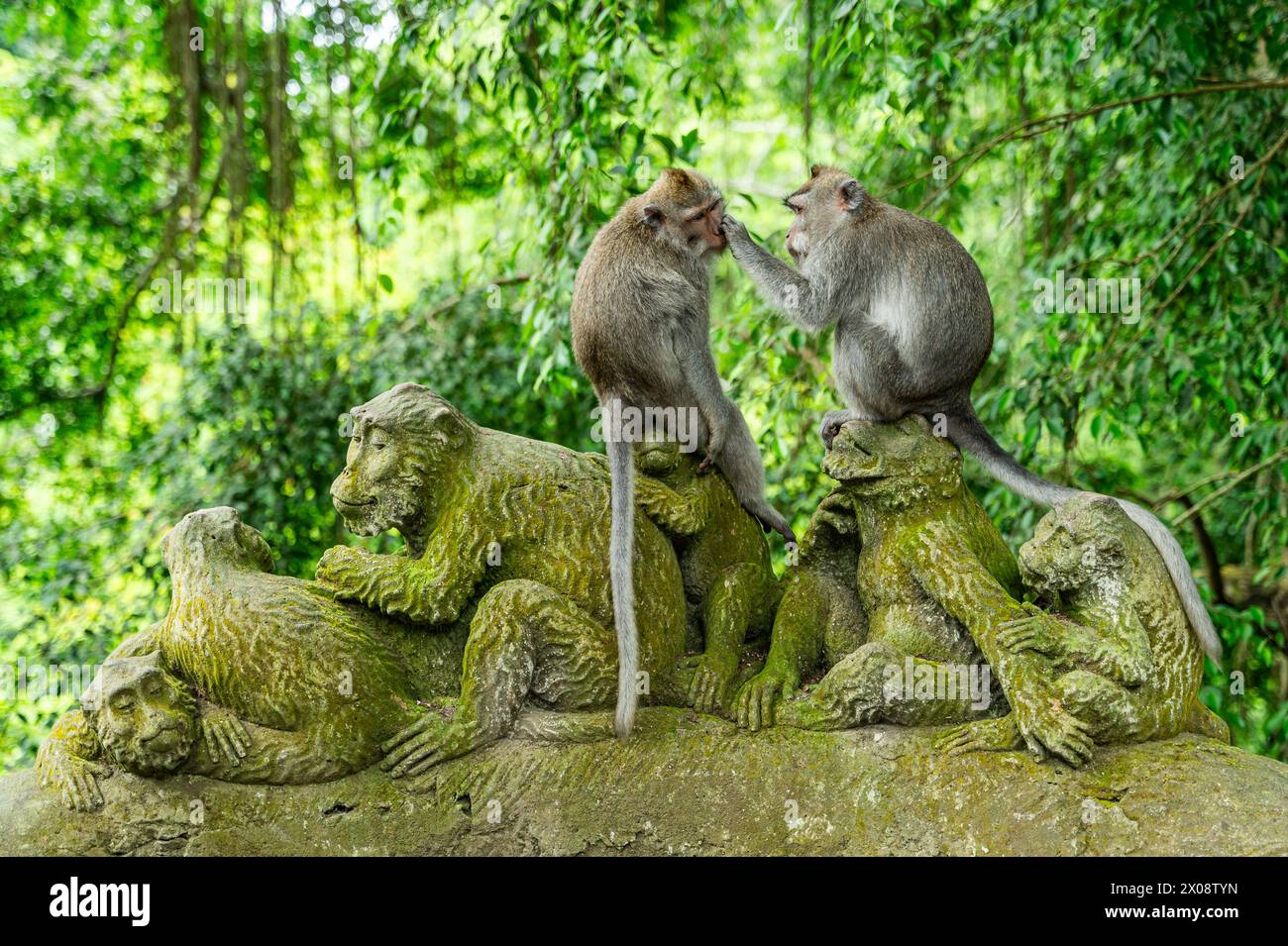 Two monkeys engage in grooming behavior atop a moss-covered monkey statue in the lush green ...