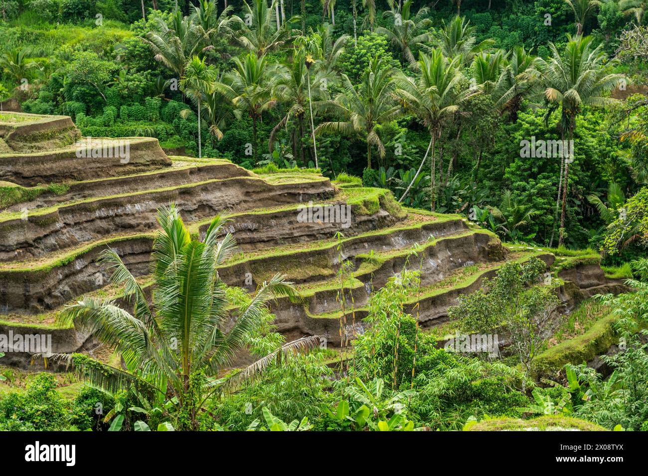Lush green rice paddies terrace the hillside, surrounded by dense ...