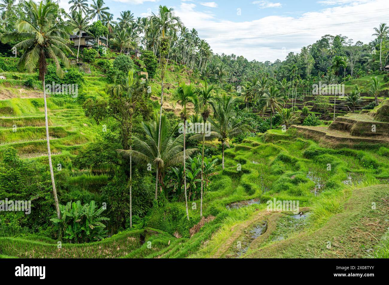 Lush green rice terraces grace the landscape in Bali, showing a ...