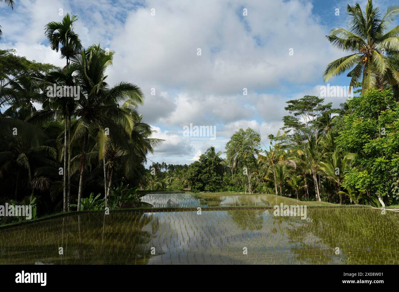 Lush greenery and calm waters in the rice paddies of Bali, surrounded ...