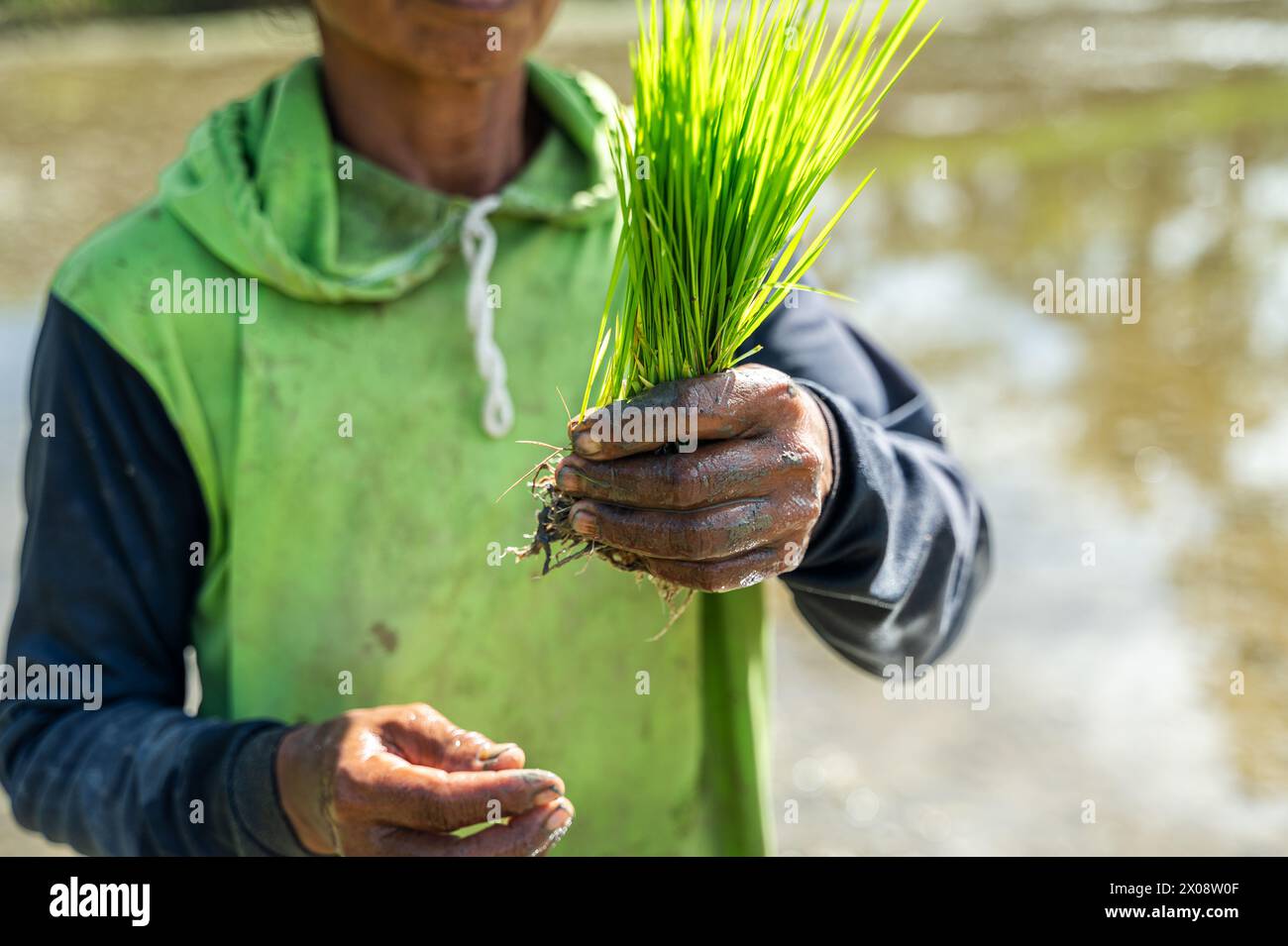 Cropped unrecognizable Balinese farmer showcases healthy rice seedlings ...