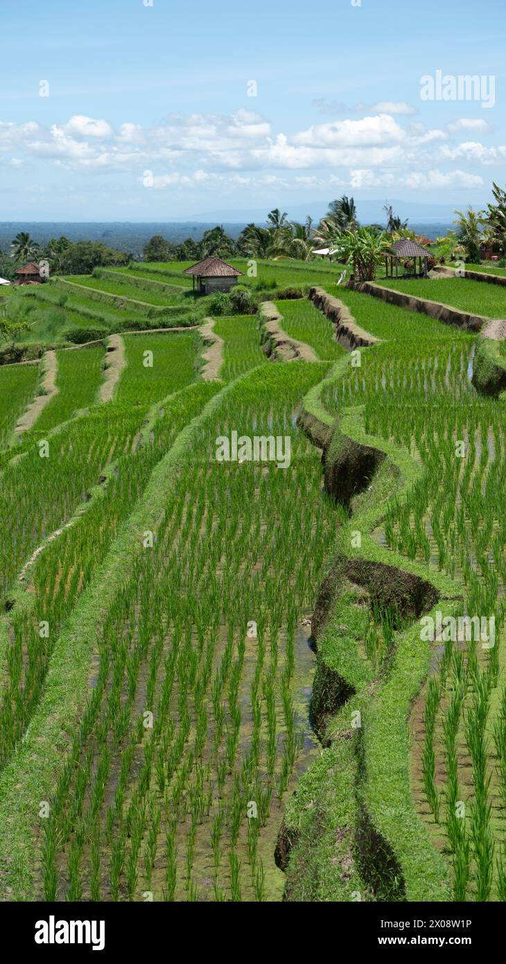 Verdant green rice terraces cascade through the landscape of Bali, with ...