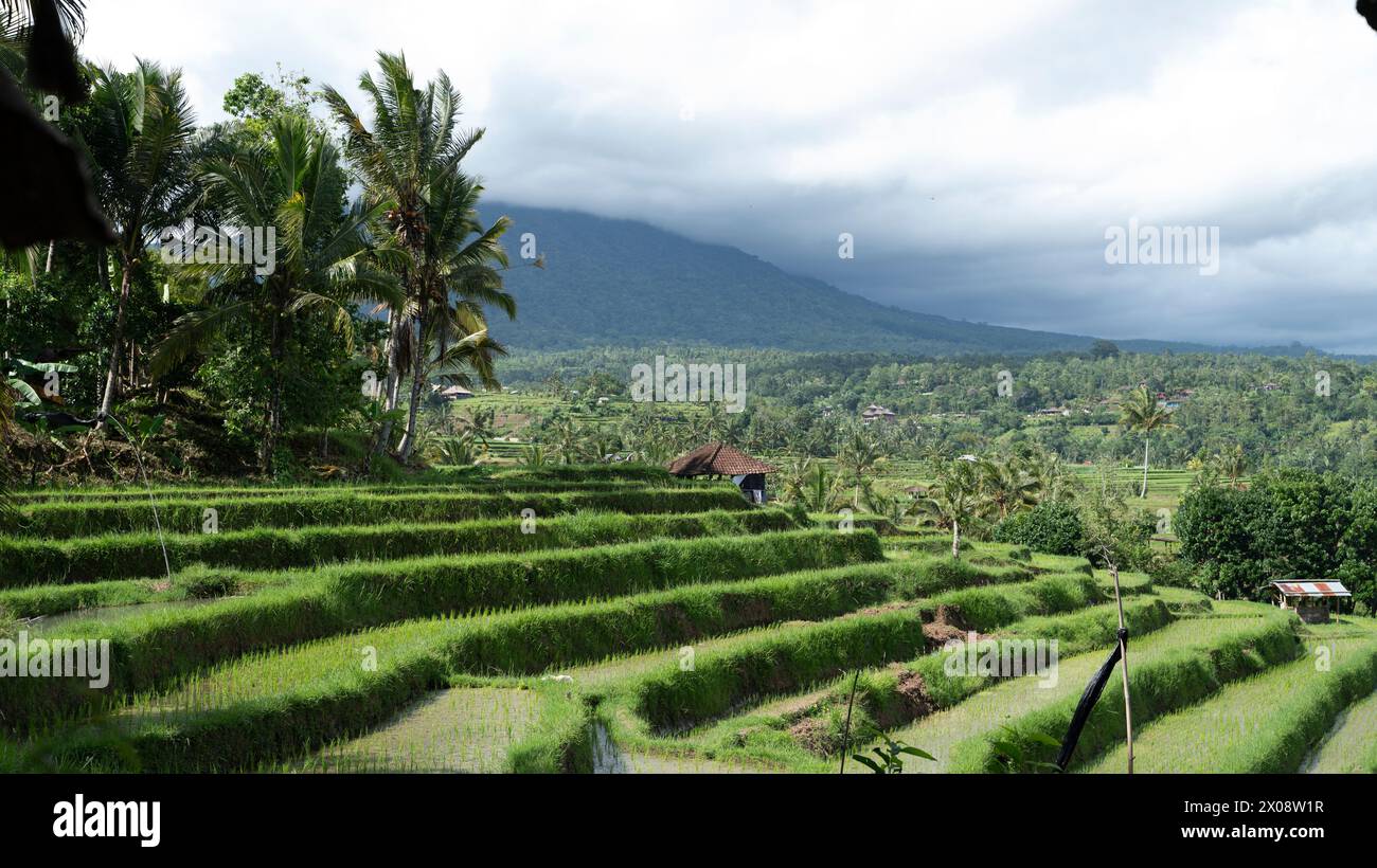 Terraced rice fields step down the hillside under a cloudy sky in rural ...