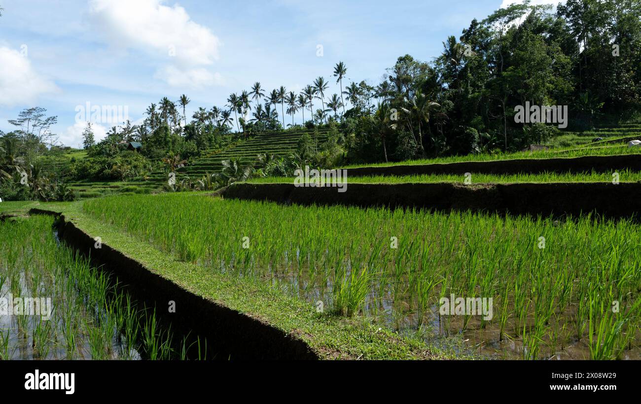 Lush green rice paddies with terracing unfold under the bright tropical ...