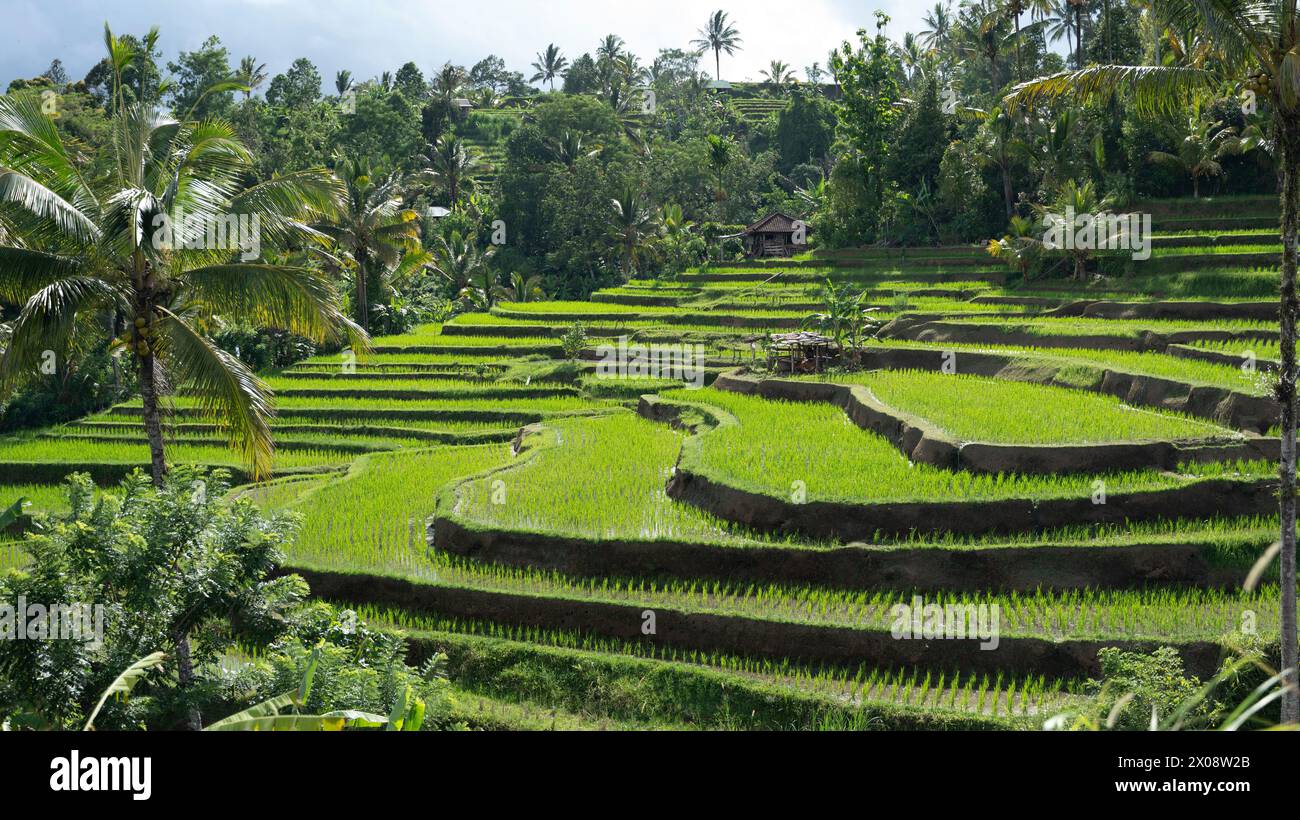 The terraced rice paddies of Bali, Indonesia, showcasing vibrant ...