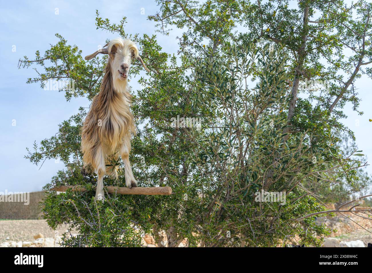 A long-haired goat standing on a branch in an argan tree, against a ...