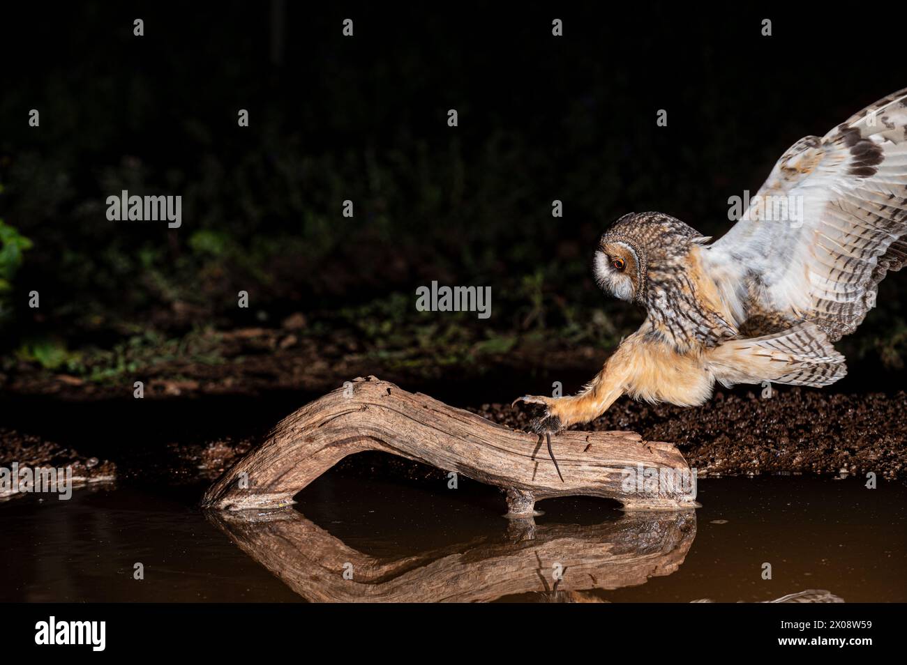 A stunning owl gracefully lands on a curved wooden perch above tranquil ...