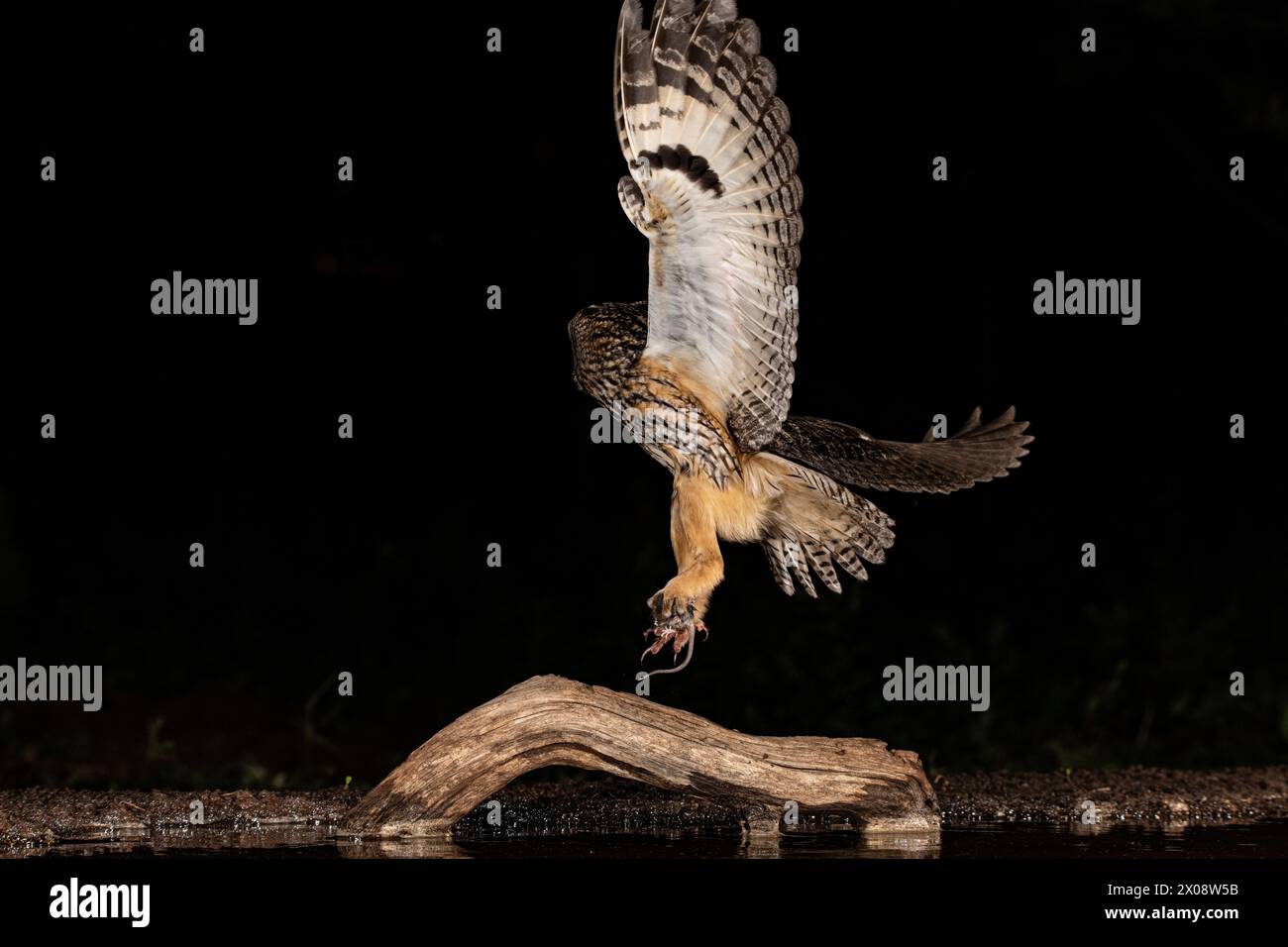 A powerful owl is captured mid-flight as it prepares to land on a ...