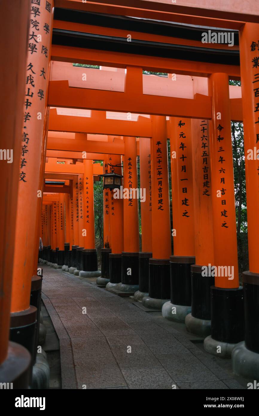 The photo captures a serene walkway lined with vibrant orange torii ...
