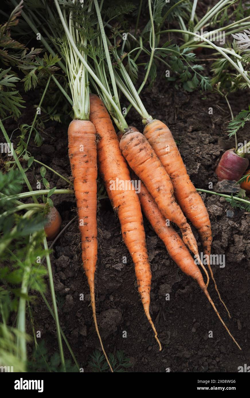 A bunch of organic carrots with green tops freshly picked from the ...