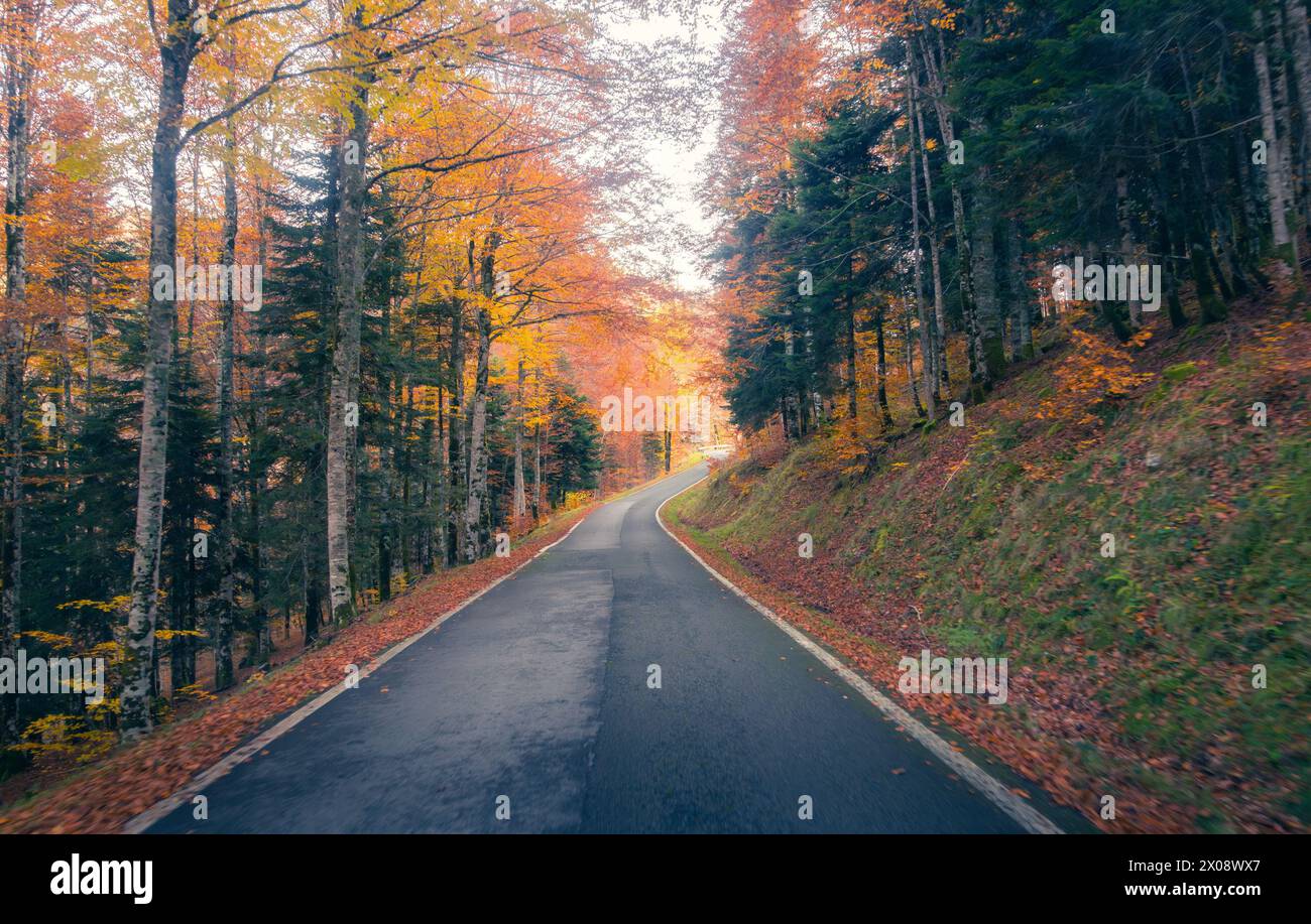 An empty road curves gently through the vibrant autumn colors of the ...
