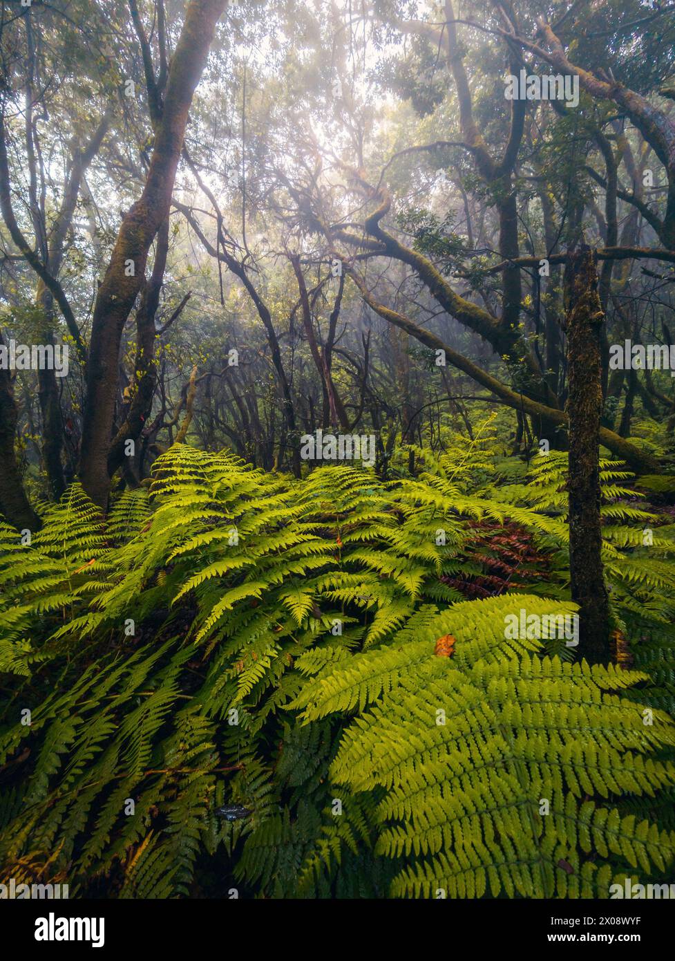 Mystical view of sunbeams piercing through the dense canopy over lush ...