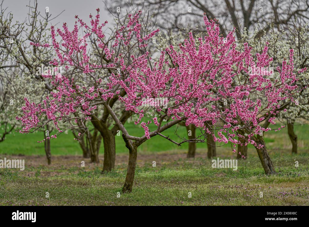 Peach trees in full bloom peach lush blossom Stock Photo - Alamy