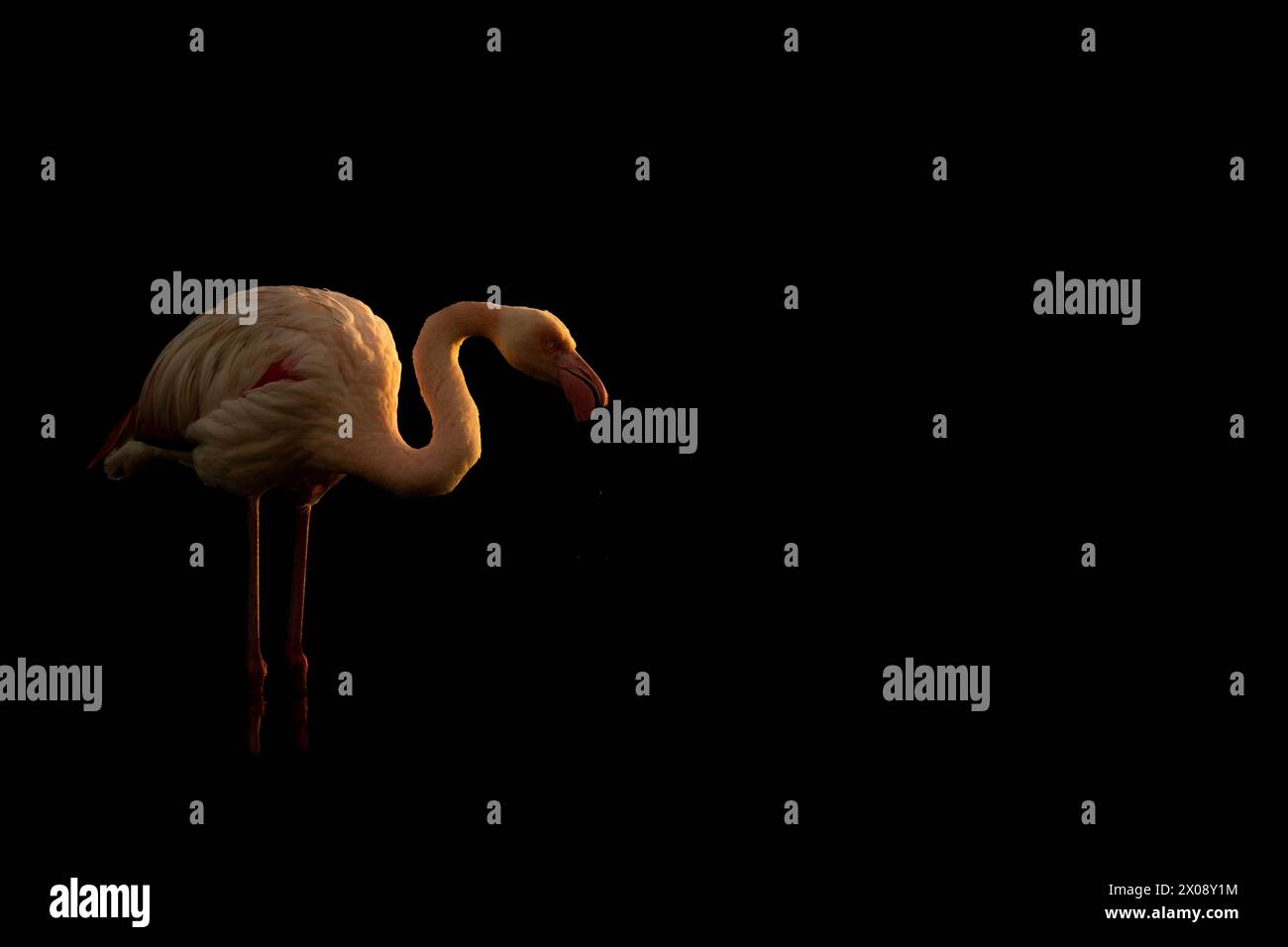 An elegant flamingo stands gracefully with a contemplative expression ...