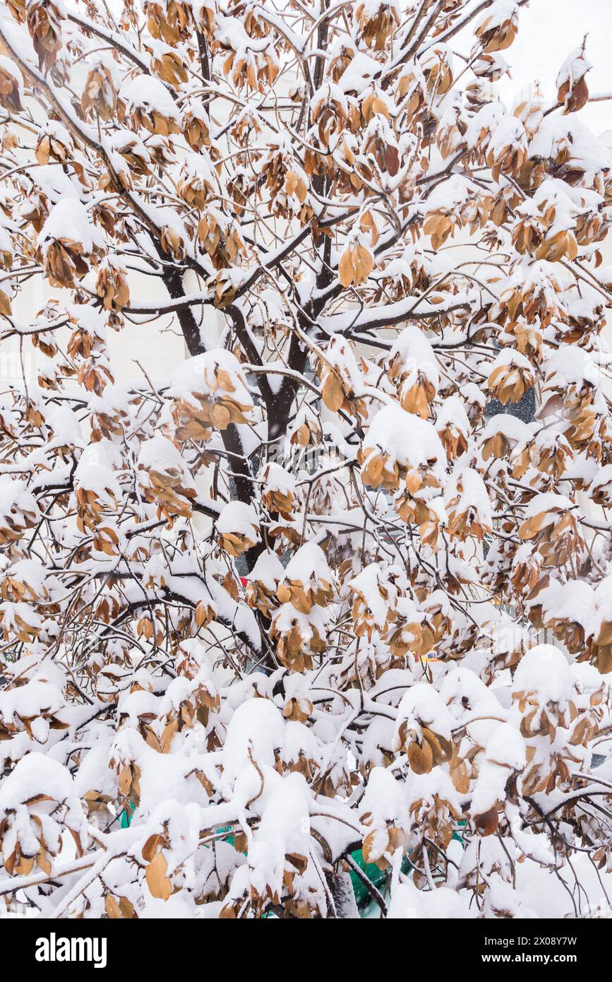 A serene scene capturing the unexpected beauty of snowfall adorning ...