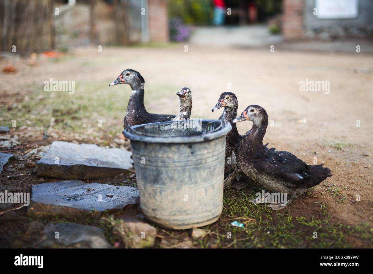 Tranquil scene depicting traditional hi-res stock photography and ...