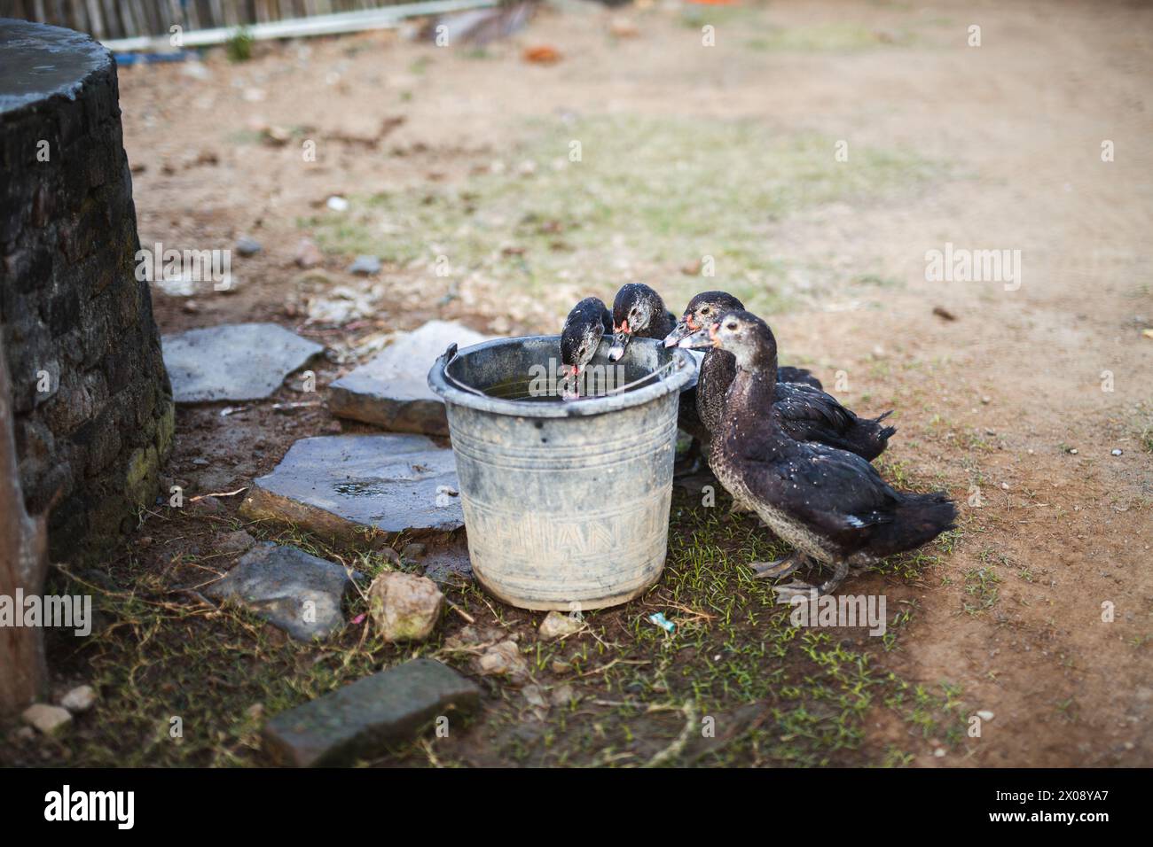 Ducks gather around a metal bucket to drink water in a rural Indonesian ...