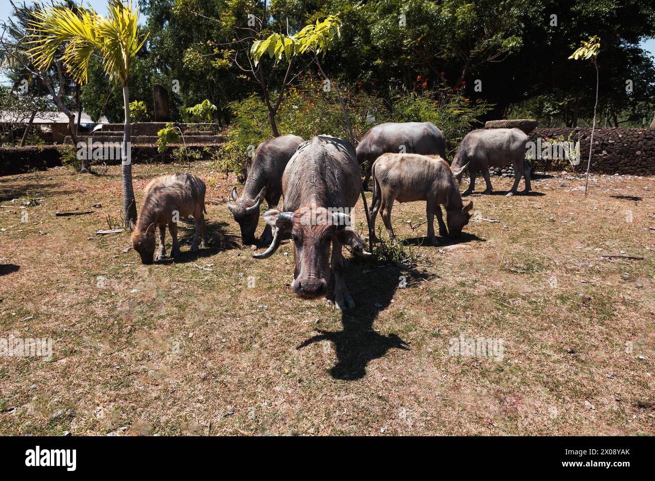 A group of water buffaloes graze contentedly under the tropical sun in ...