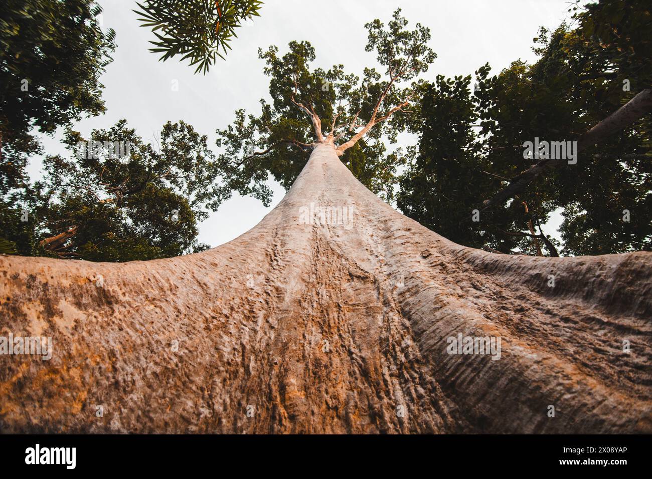 A majestic tropical tree towers towards the sky, showing the greatness ...