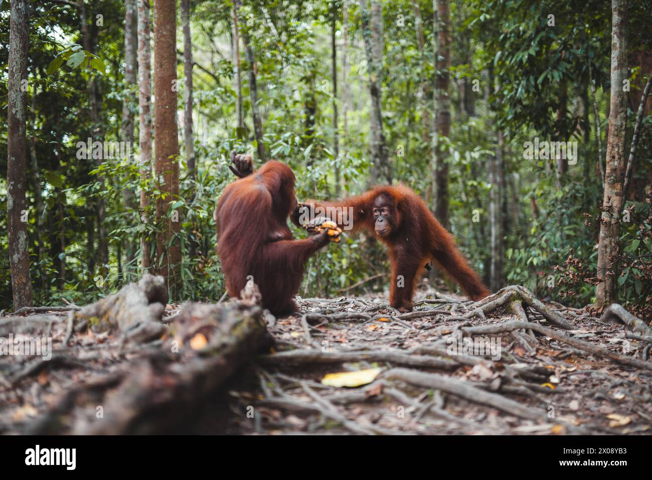 Two orangutans gently share bananas in the dense tropical rainforest ...