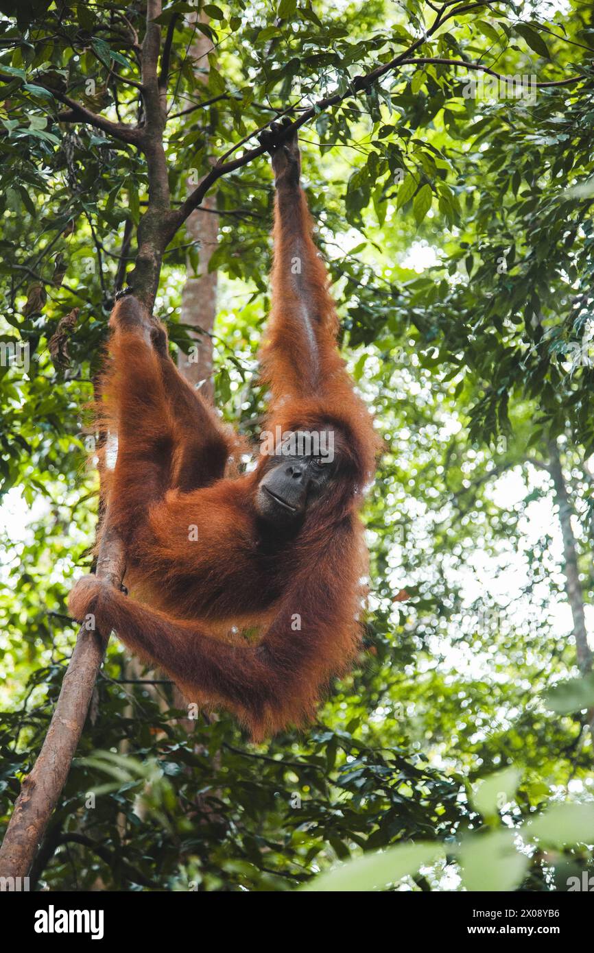 Orangutan swinging in the Indonesian jungle, displaying its vibrant ...