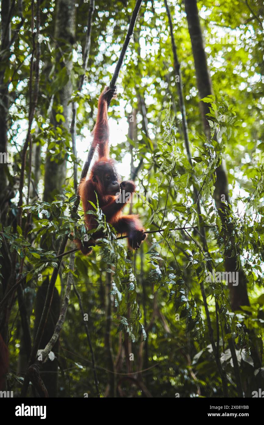 An orangutan swings through the verdant jungle canopy, capturing the ...