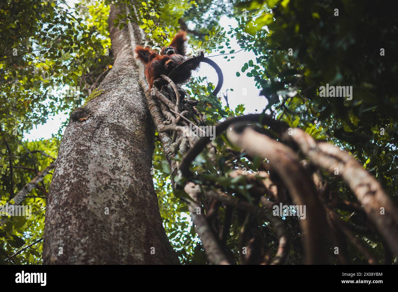 A captivating view of a red-furred lemur navigating the lush canopy of ...