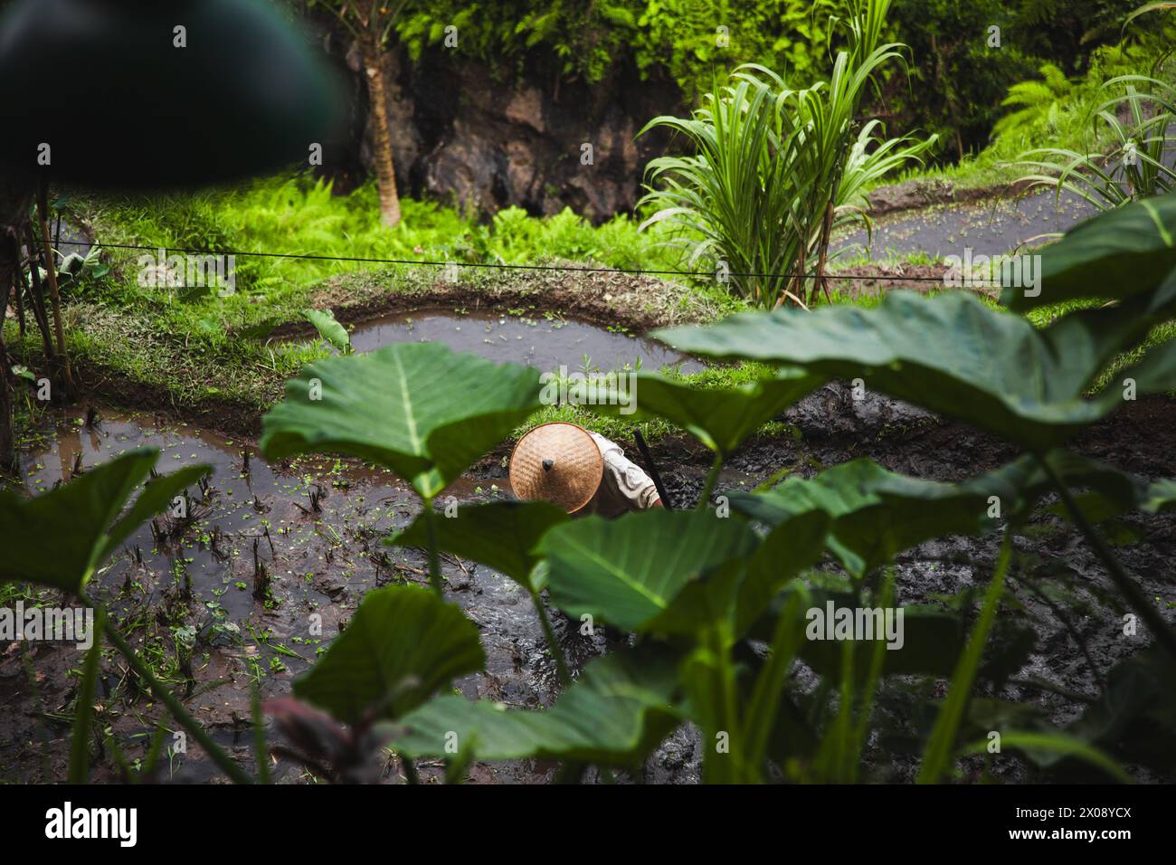 A farmer works a muddy rice field surrounded by vibrant greenery ...