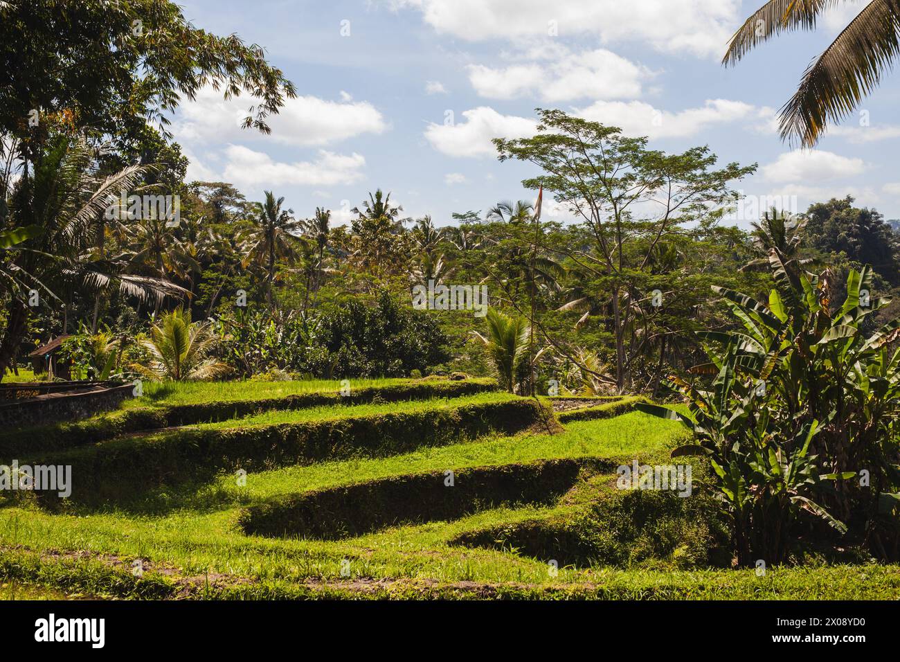 Scenic view of verdant rice terraces in the heart of Bali, Indonesia ...