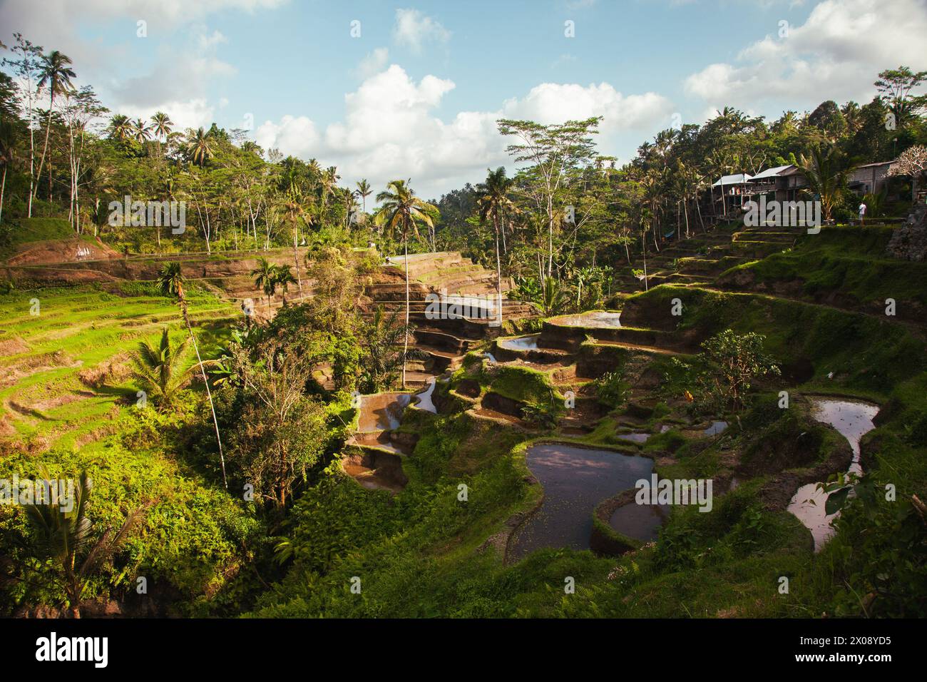 A lush landscape of terraced rice paddies in Indonesia under a sunny ...