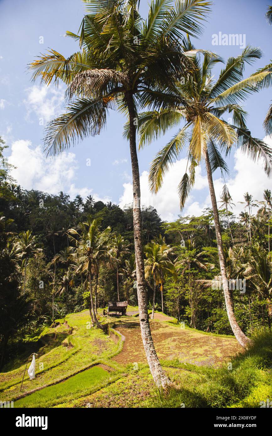 Tall palm trees sway above terraced rice paddies in a lush Indonesian ...