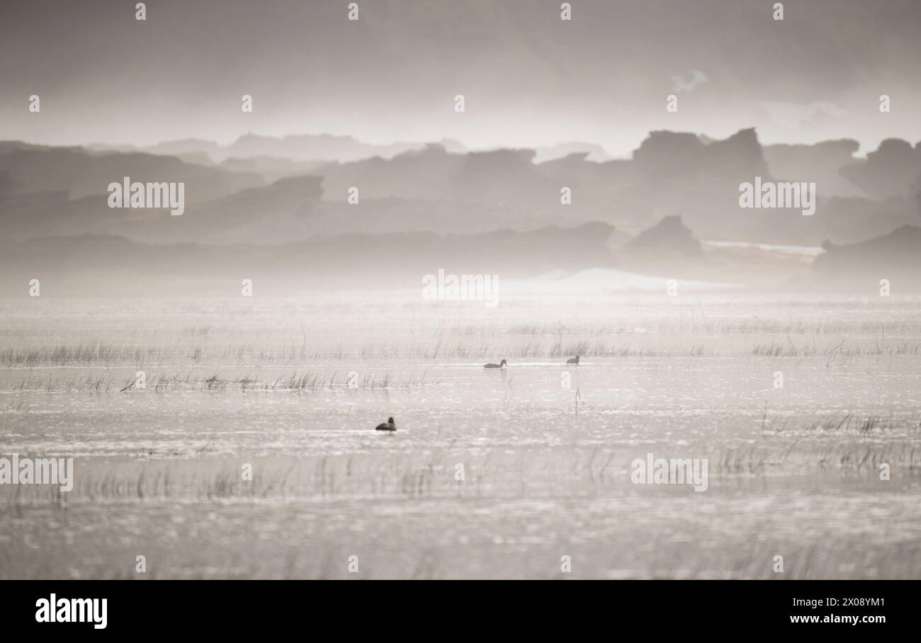 A serene, monochromatic view of ducks swimming in a mist-covered lake ...
