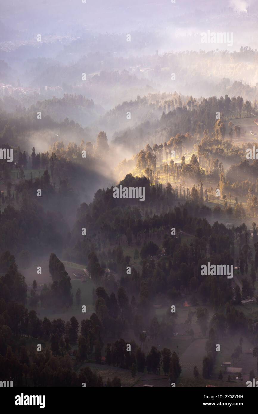 The early sun casts a golden glow on a mist-covered forest in the ...