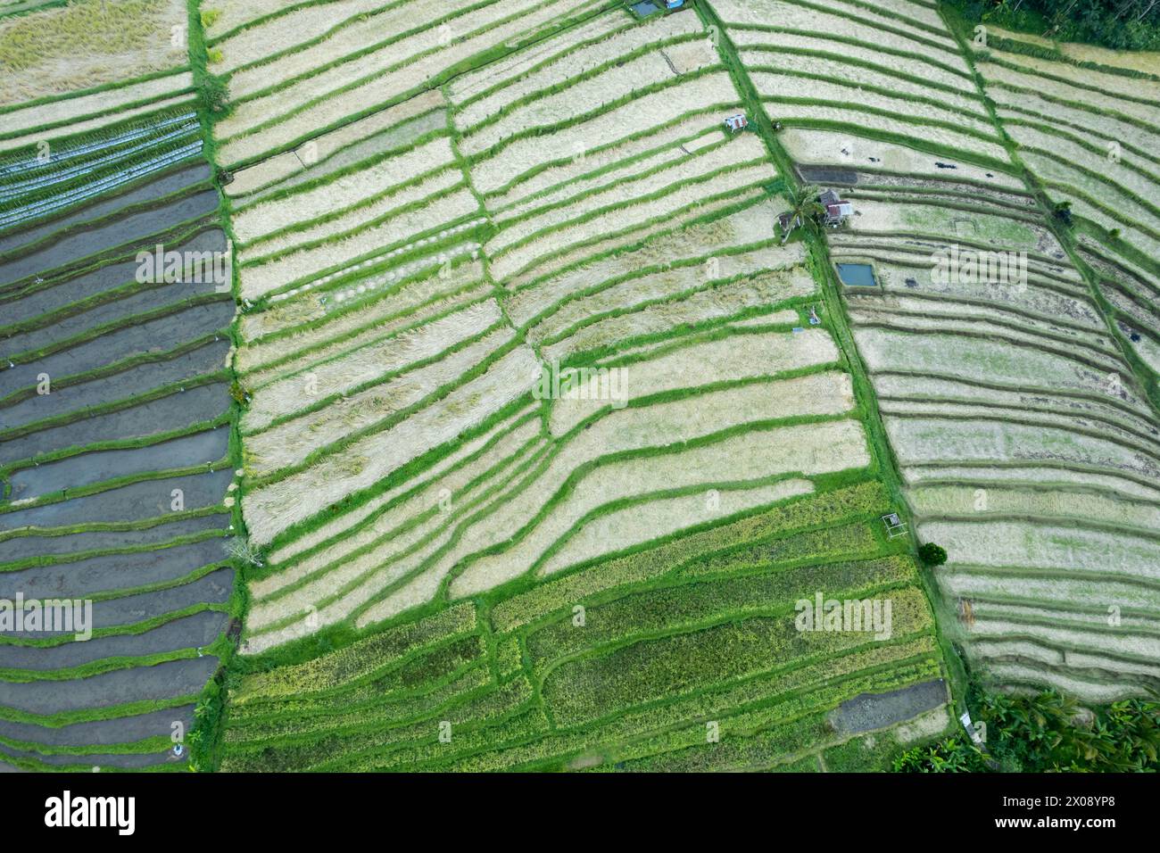 Aerial shot patterns lush rice hi-res stock photography and images - Alamy