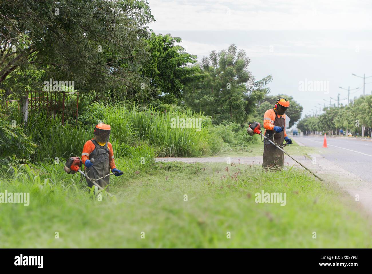 Two workers in safety gear use scythes to trim the grass beside a tree ...