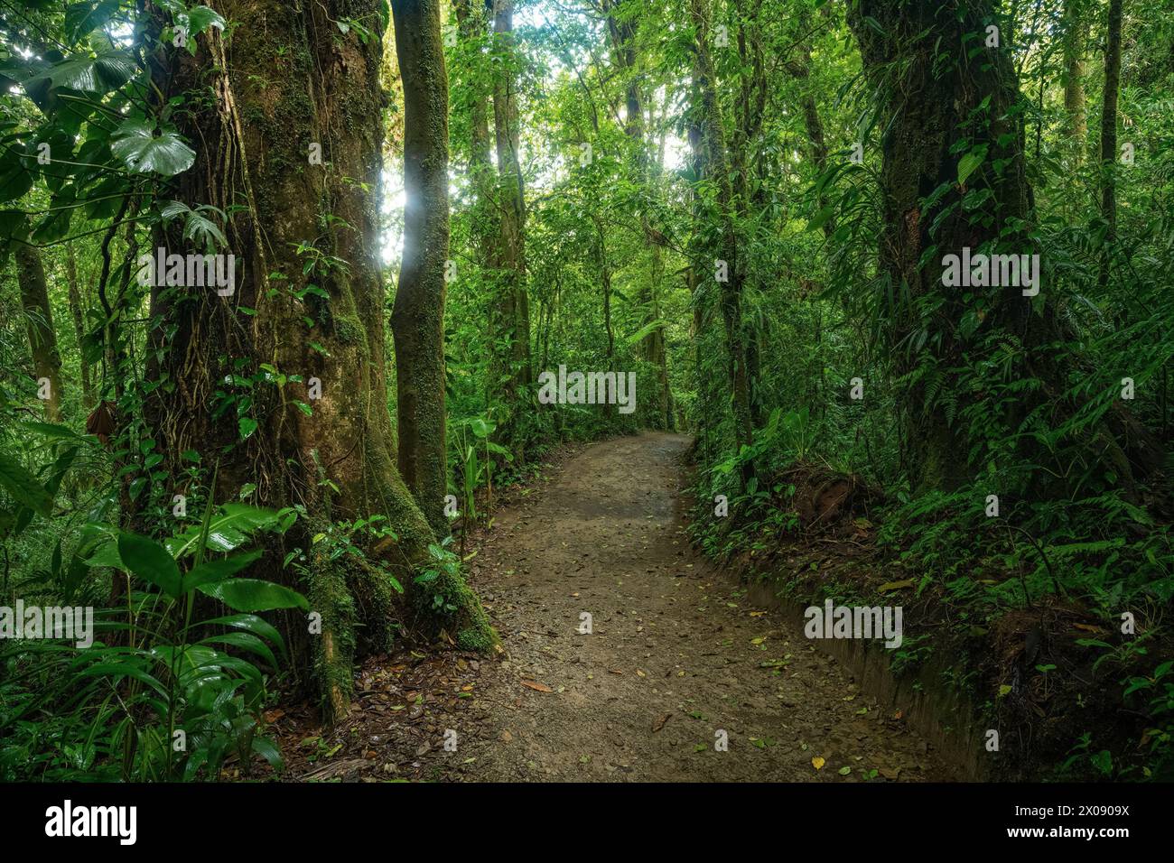 A tranquil trail winds through the lush greenery of a Costa Rican ...