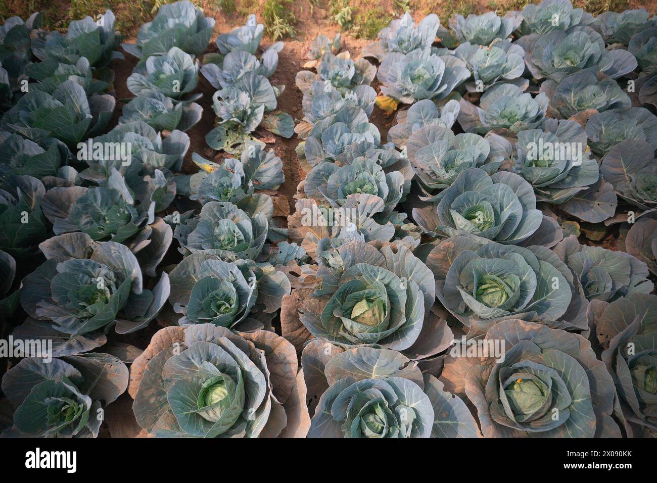 Cabbage is being harvested in vast field at Khirai, West Bengal, India ...