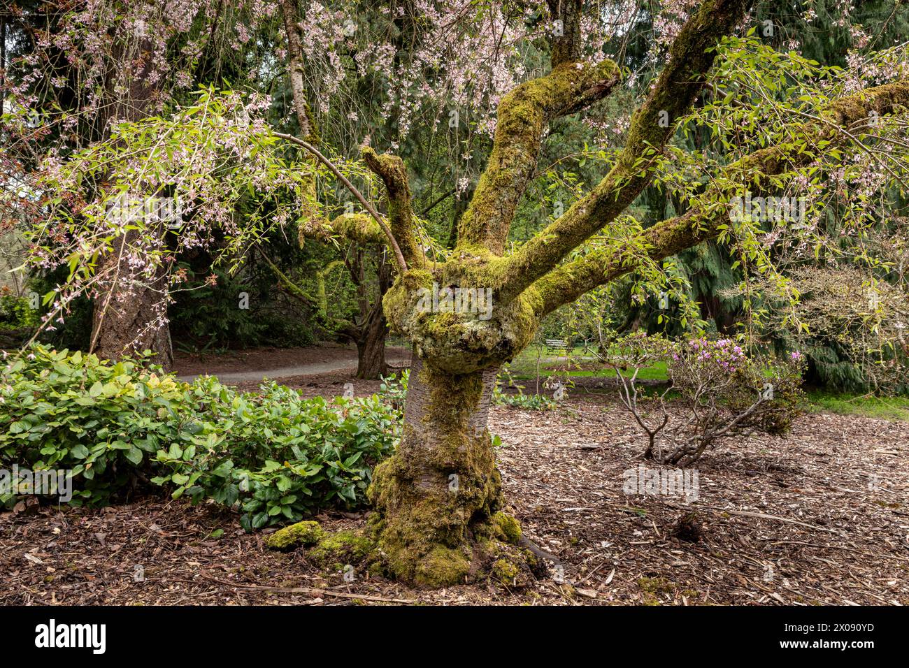 WA25147-00...WASHINGTON - An old cherry tree in bloom at the Washington ...