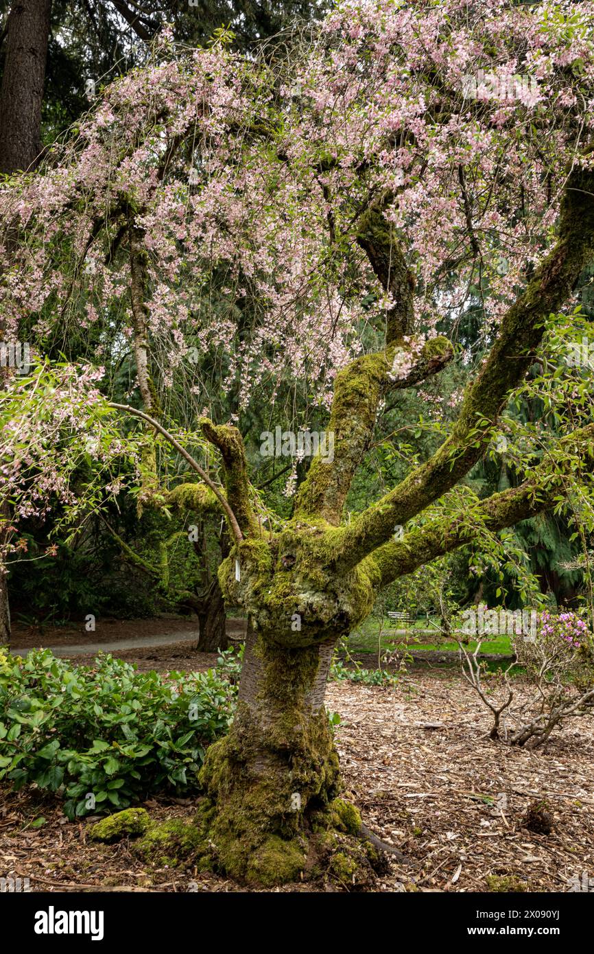 WA25148-00...WASHINGTON - An old cherry tree in bloom at the Washington ...