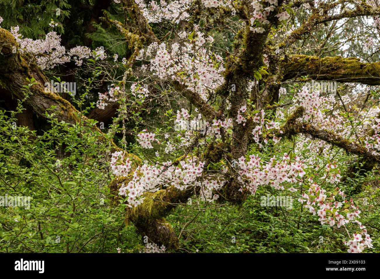 WA25150-00...WASHINGTON - Moss covered cherry tree in bloom at the ...