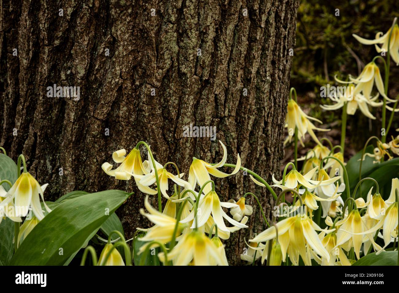 WA25151-00...WASHINGTON - Flowers around the base of tree at Washington ...