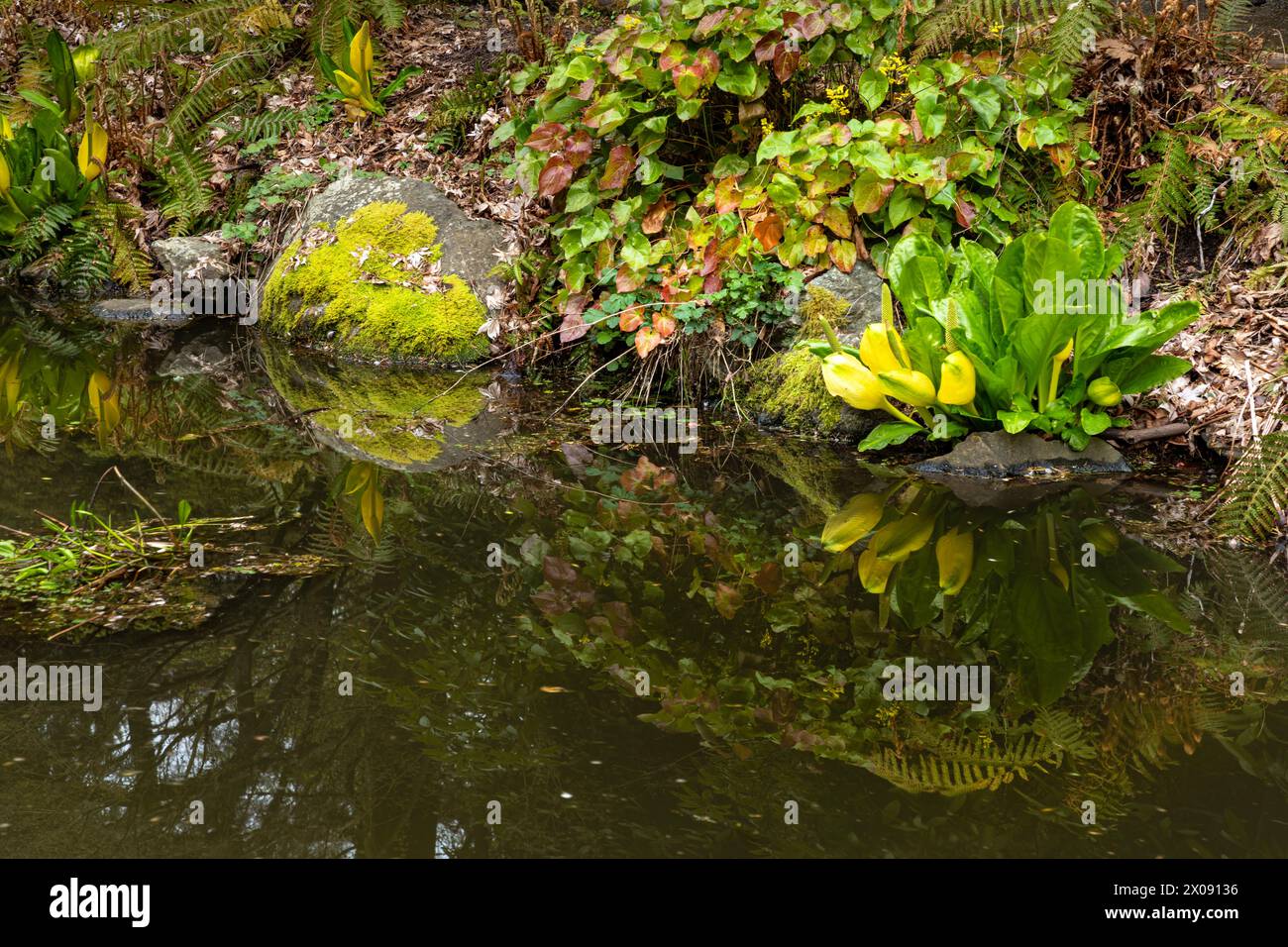WA25154-00...WASHINGTON - Small pond with Skunk Cabbage blooming in the ...