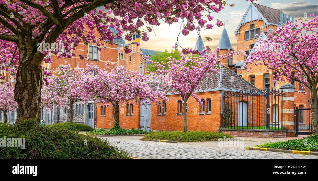 Spring blossoms in Ghent, Belgium Stock Photo - Alamy