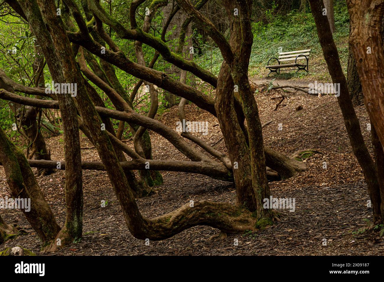 WA25165-00...WASHINGTON - Winding branches and trunks with a bench on ...